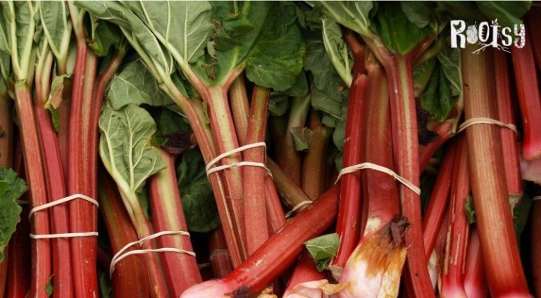 9+ Ways to Preserve and Use Rhubarb - Rootsy Network