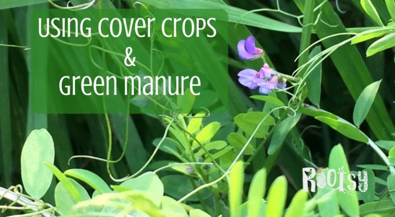 Using Cover Crops and Green Manure to Improve the Soil - Rootsy Network