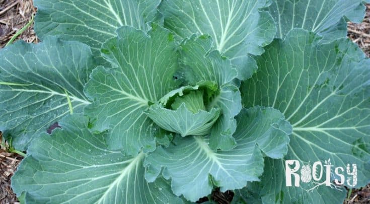 Eating Seasonally in Fall - Rootsy