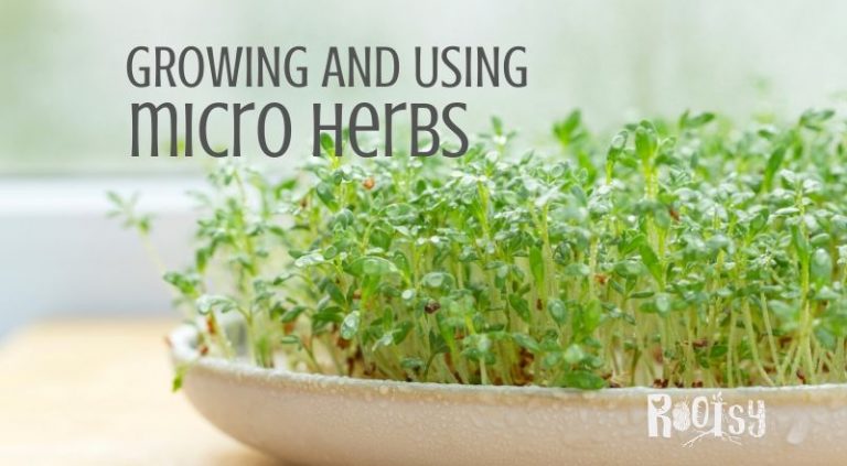 Growing and Using Micro Herbs (Such as Micro Basil) - Rootsy Network