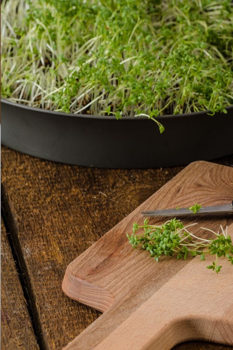 Simple Microgreen Salad Recipe for Every Season - Rootsy Network