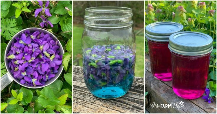 Make Flower Jellies to Preserve Blooms as Food - Rootsy Network