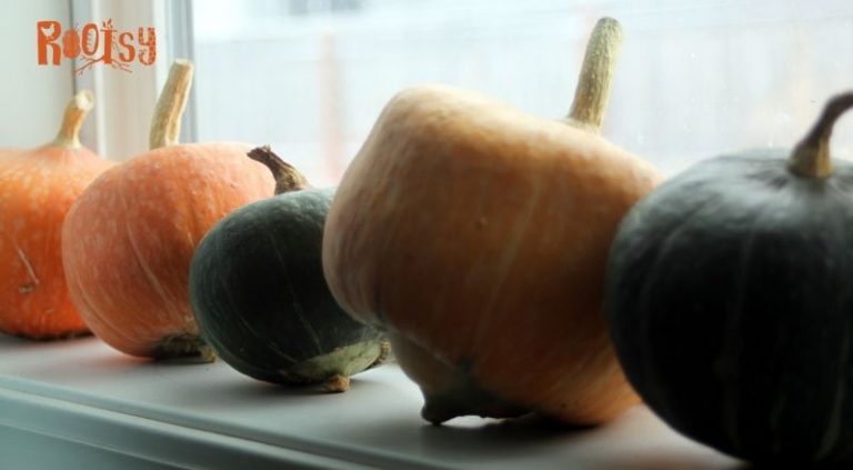 Will Green Pumpkins Ripen Off the Vine? Yes! Here’s What to Do