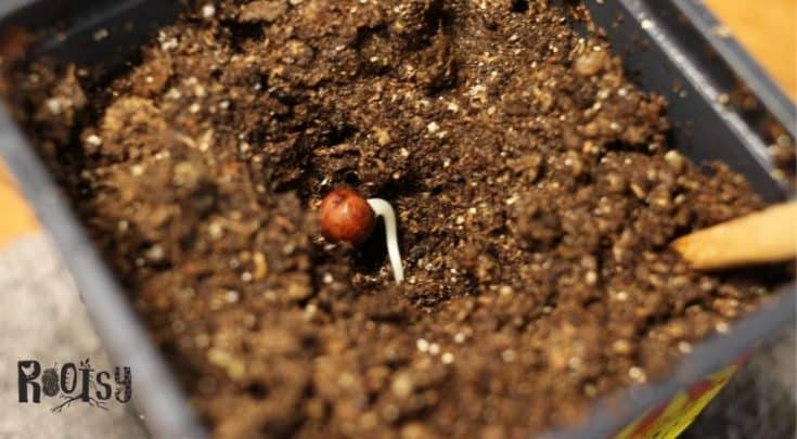 planting pre- germinated seeds - Rootsy Network