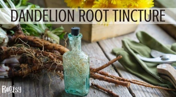 Dandelion Root Tincture — How to Make It and When to Use It - Rootsy ...