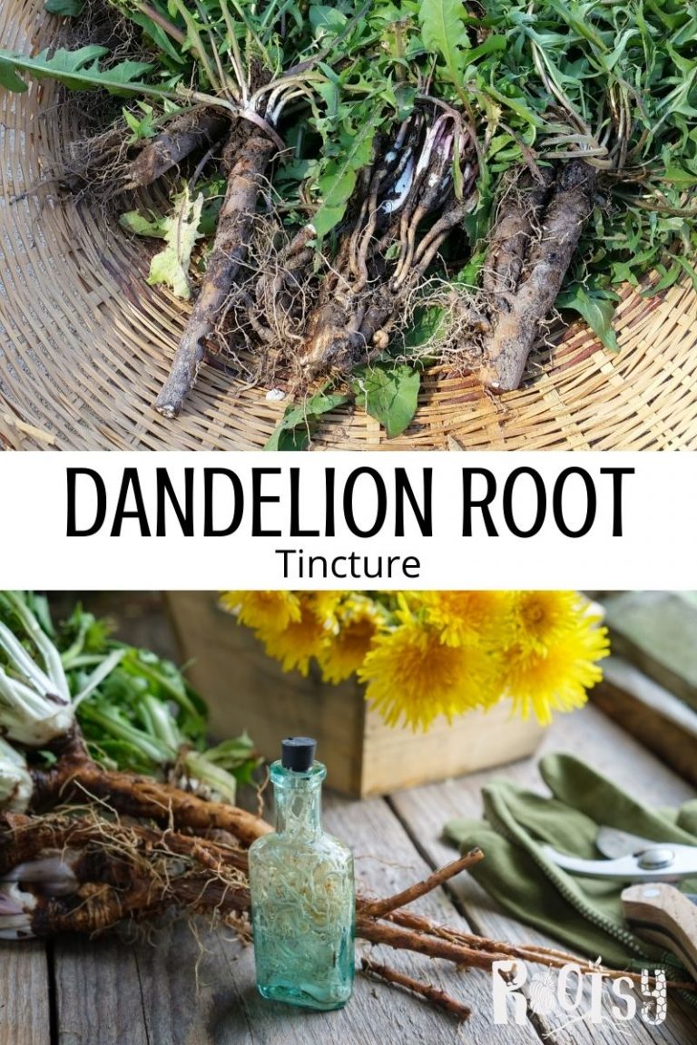 Dandelion Root Tincture — How to Make It and When to Use It - Rootsy ...