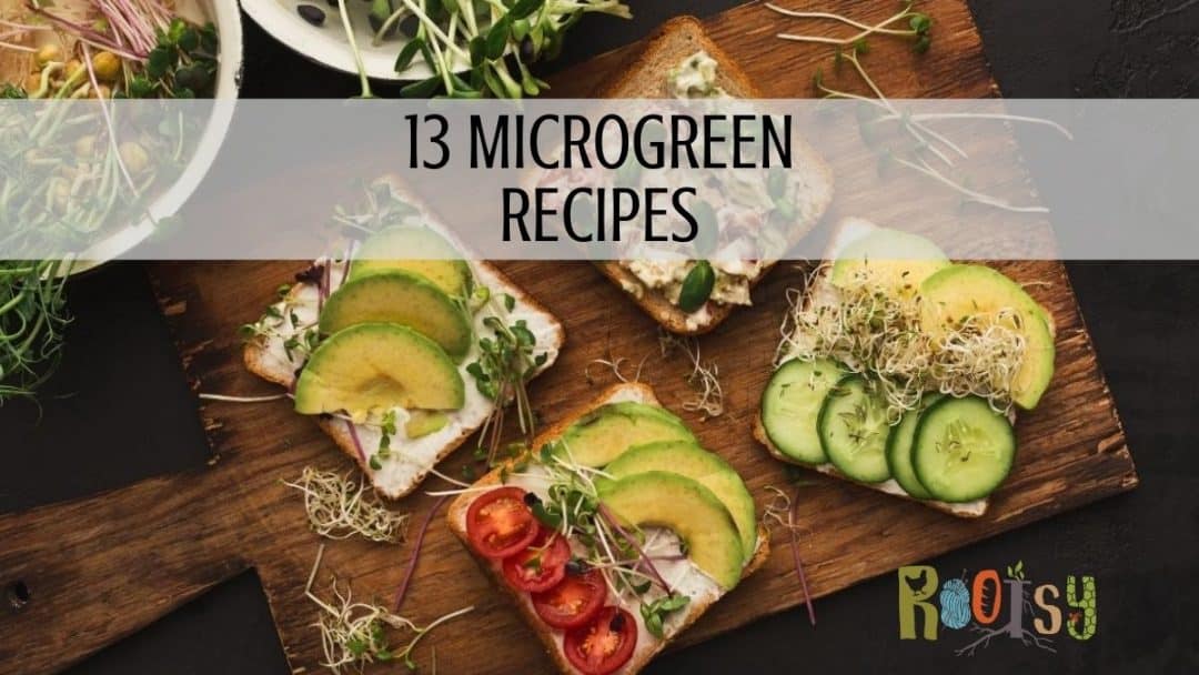 13 Microgreen Recipes for Breakfast, Lunch and Dinner - Rootsy Network