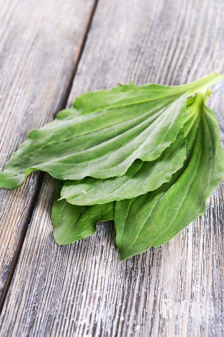 Plantain Herb Uses: Food, Medicine & Recipes from Your Backyard ...