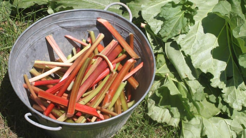Freezing Rhubarb: An Easy Way to Preserve Raw Rhubarb - Rootsy Network